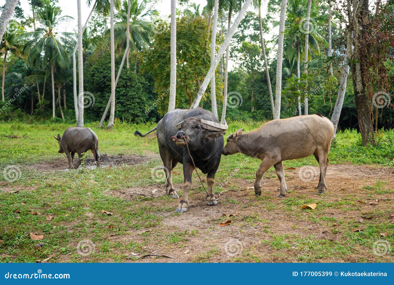 Black Buffalo Grazes in a Meadow in the Tropical Jungle Stock Image ...