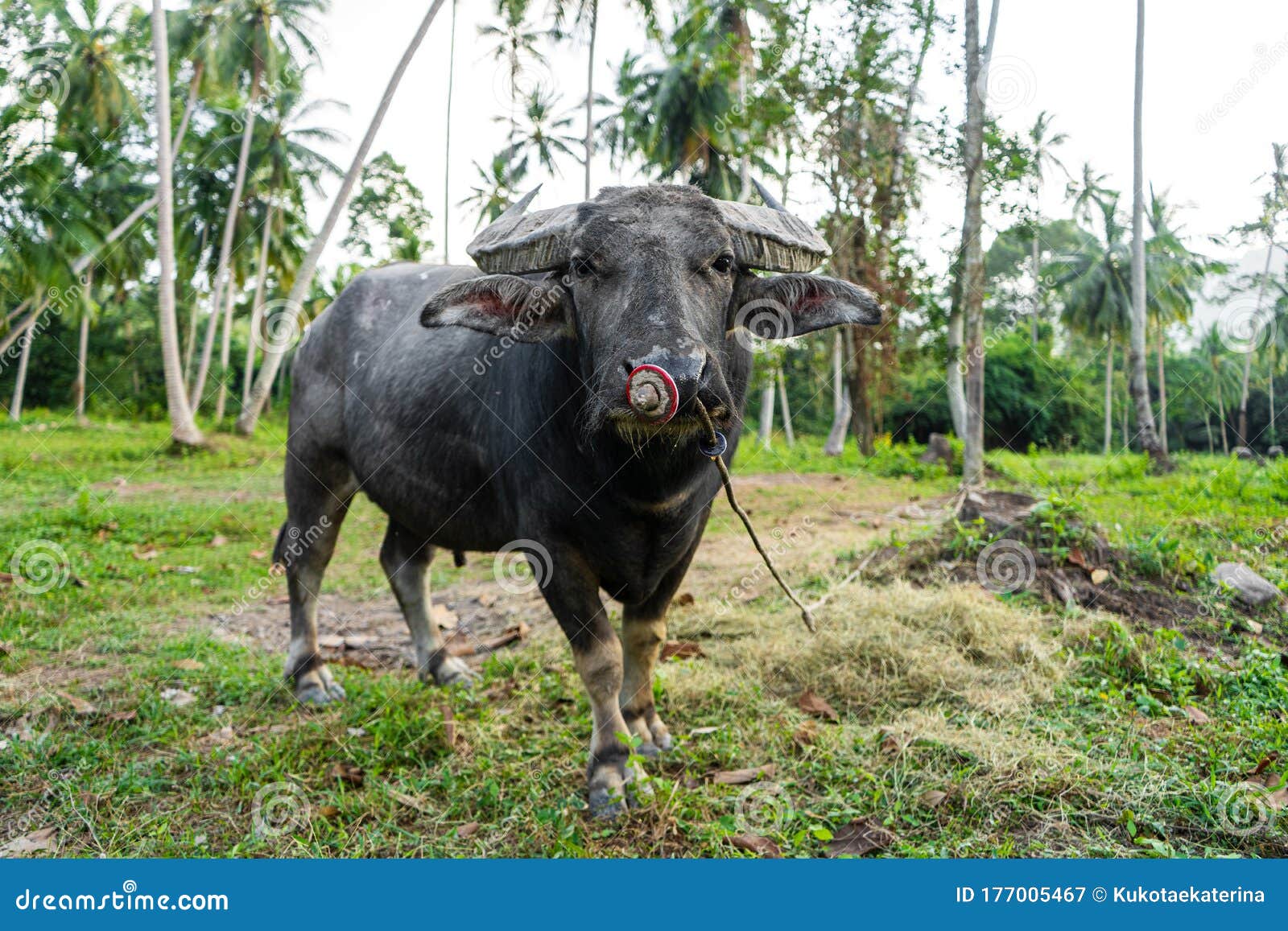 Black Buffalo Grazes in a Meadow in the Tropical Jungle Stock Image ...