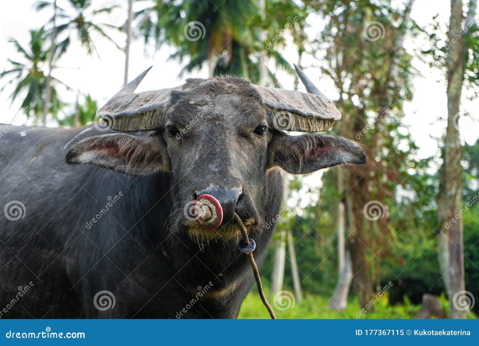 Black Buffalo Grazes in a Meadow in the Tropical Jungle Stock Image ...