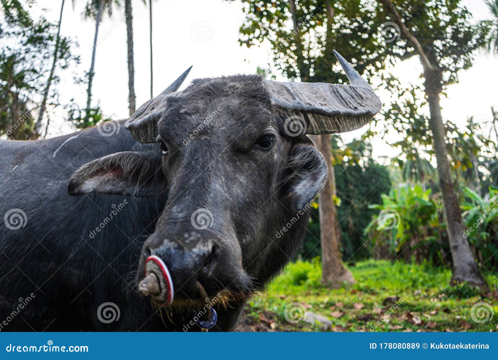 Black Buffalo Grazes in a Meadow in the Tropical Jungle Stock Image ...