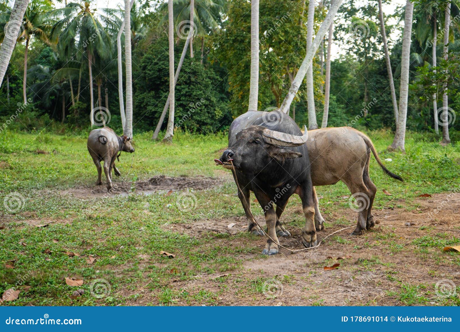 Black Buffalo Grazes in a Meadow in the Tropical Jungle Stock Photo ...