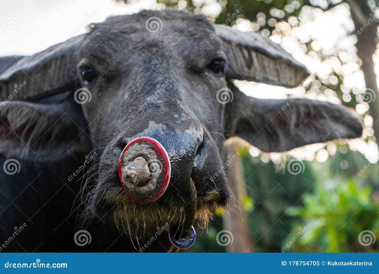 Black Buffalo Grazes in a Meadow in the Tropical Jungle Stock Image ...