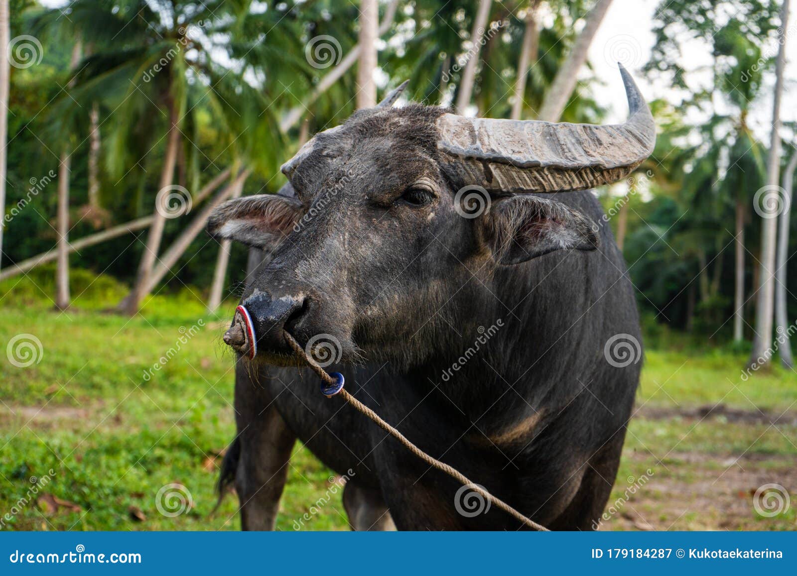 Black Buffalo Grazes in a Meadow in the Tropical Jungle Stock Image ...