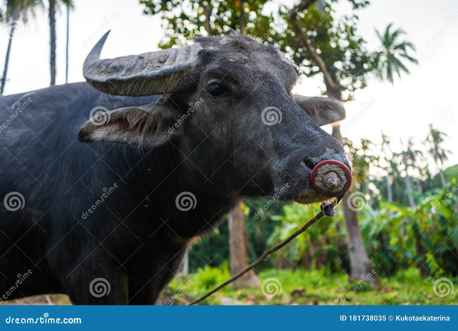 Black Buffalo Grazes in a Meadow in the Tropical Jungle Stock Image ...