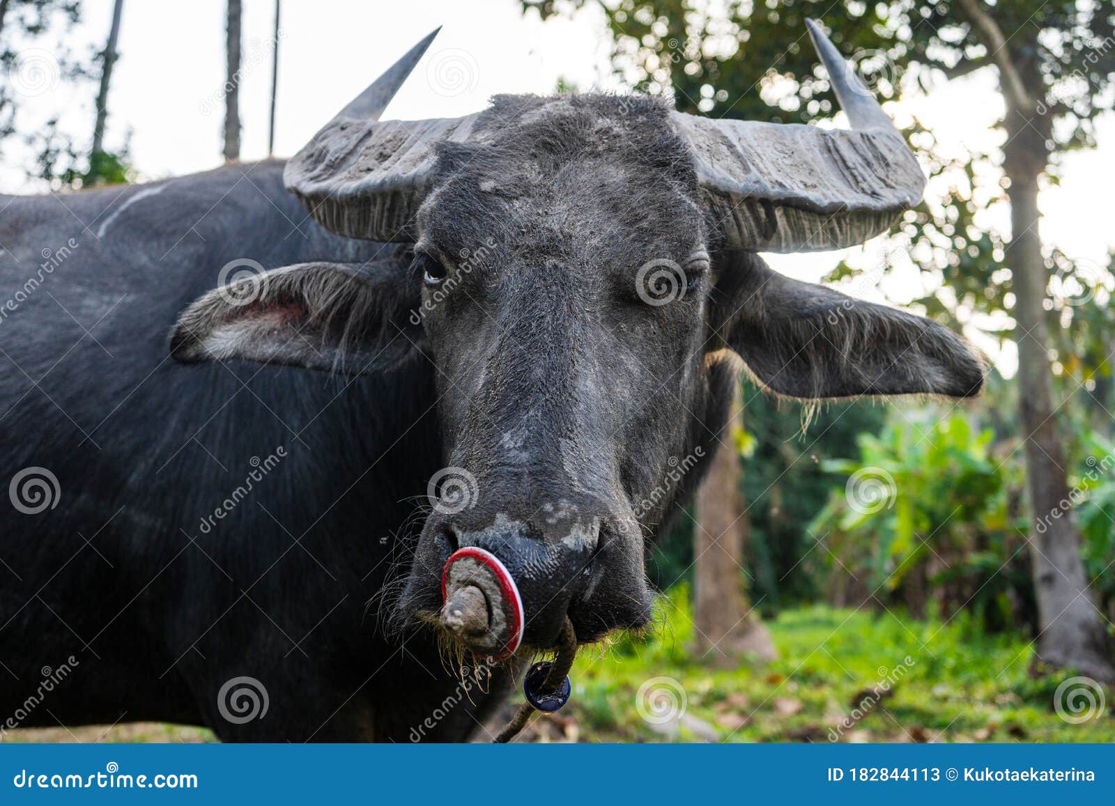 Black Buffalo Grazes in a Meadow in the Tropical Jungle Stock Image ...