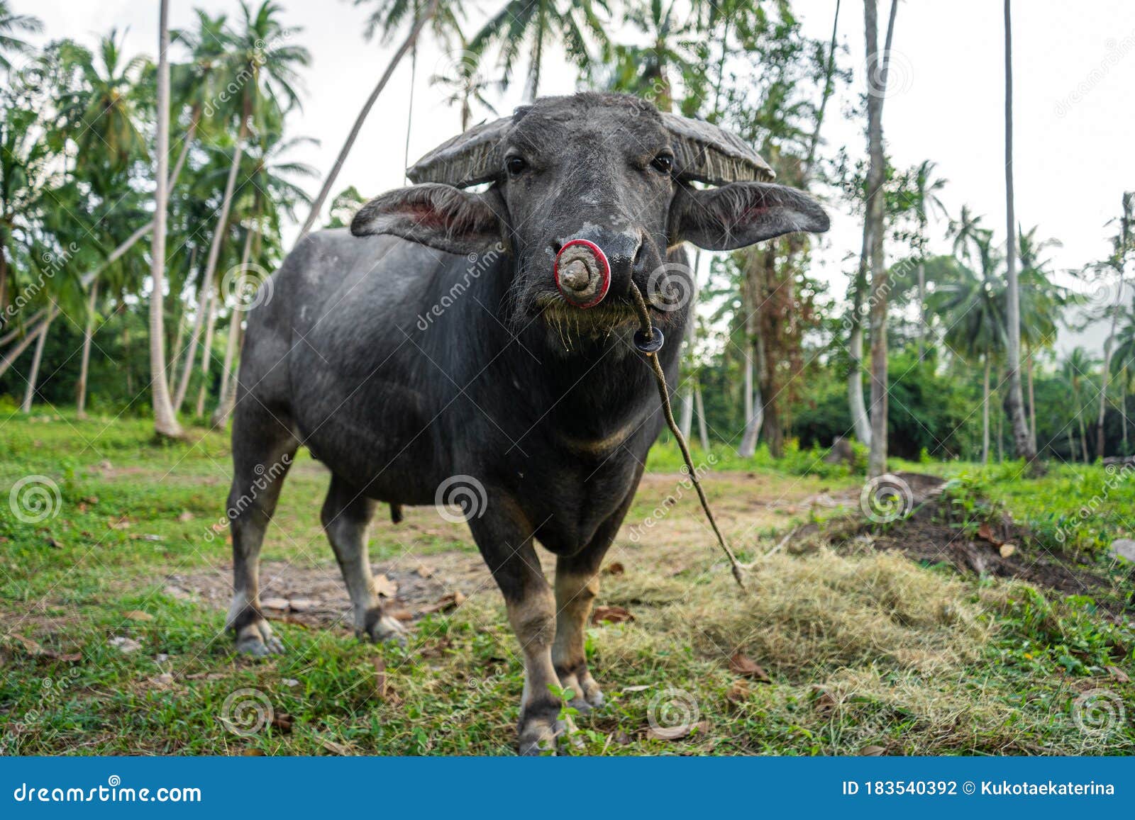 Black Buffalo Grazes in a Meadow in the Tropical Jungle Stock Photo ...