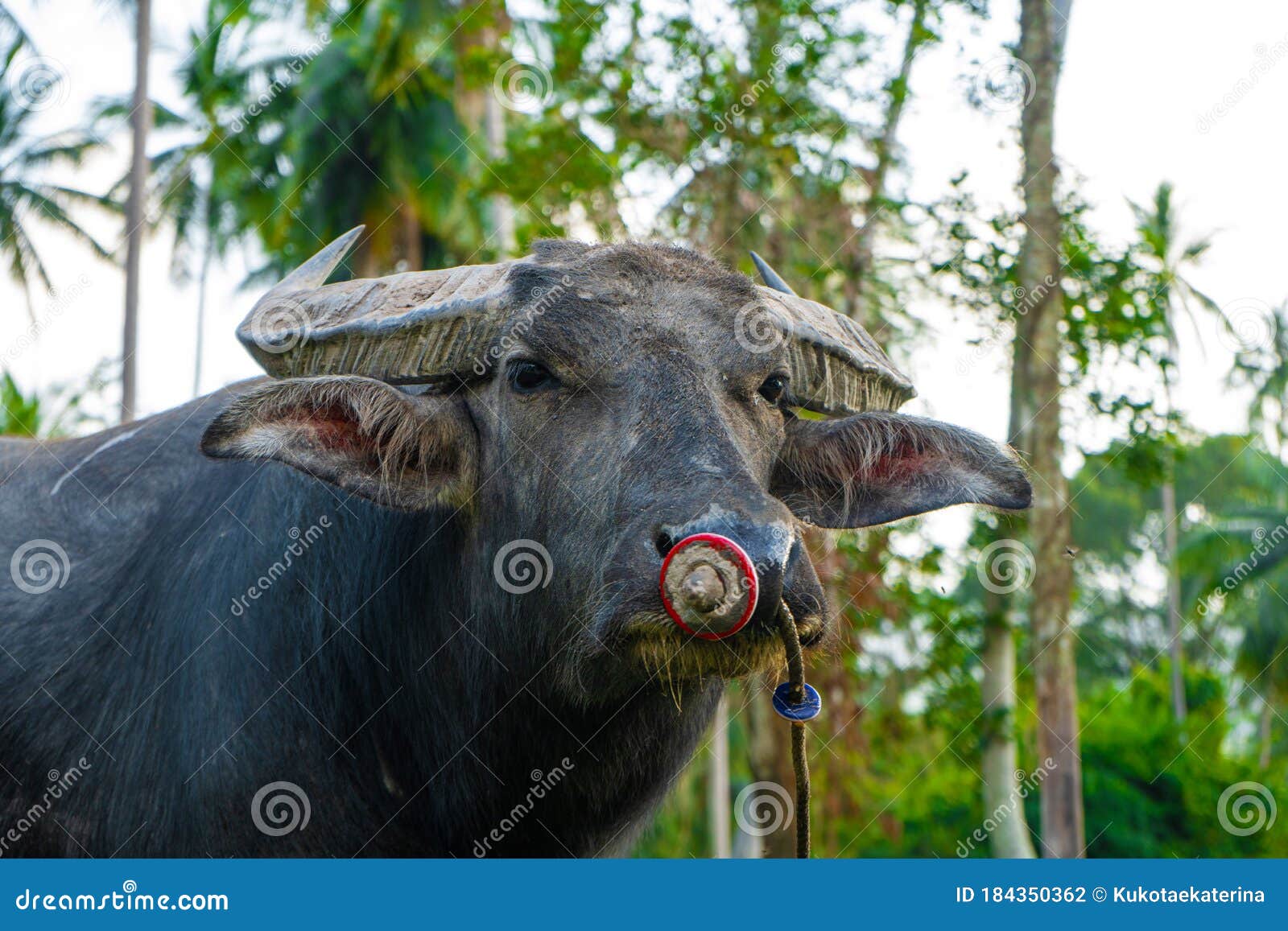 Black Buffalo Grazes in a Meadow in the Tropical Jungle Stock Photo ...