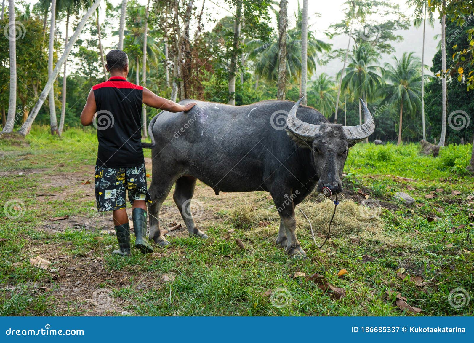 Black Buffalo Grazes in a Meadow in the Tropical Jungle Editorial ...