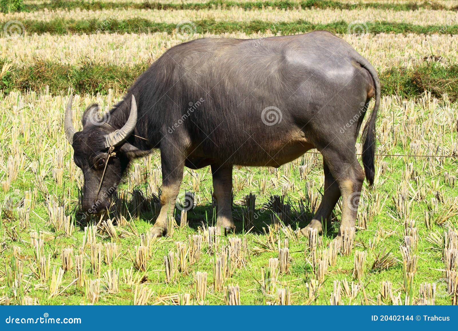 Black Buffalo,the Local Buffalo Of Thailand Stock Images - Image: 20402144