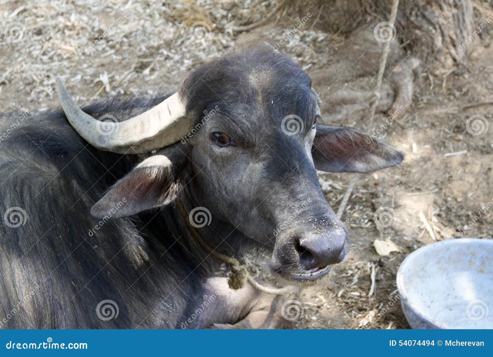 Black Buffalo Lying on the Ground. India, Goa Stock Photo - Image of ...