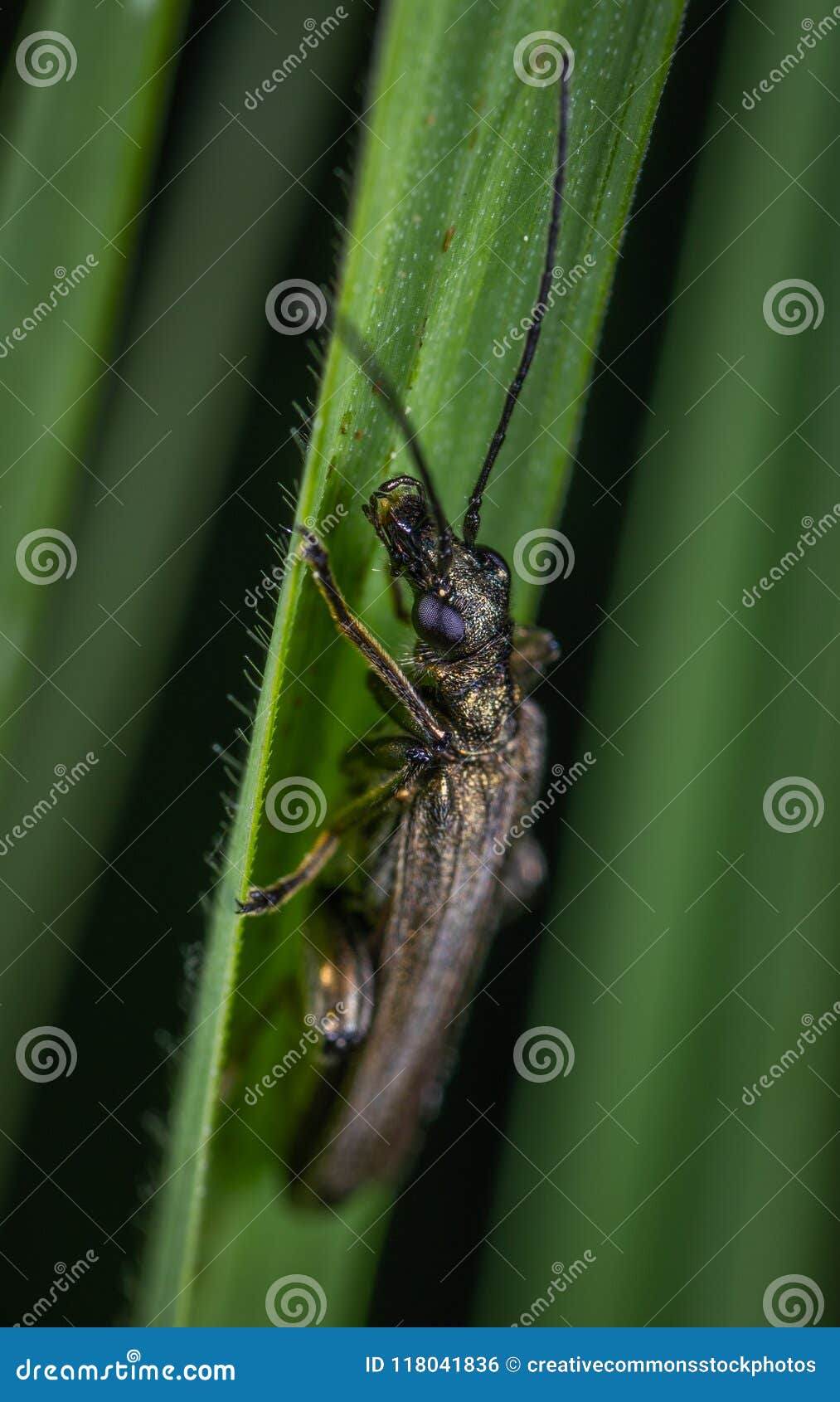 Black Bug Picture. Image: 118041836