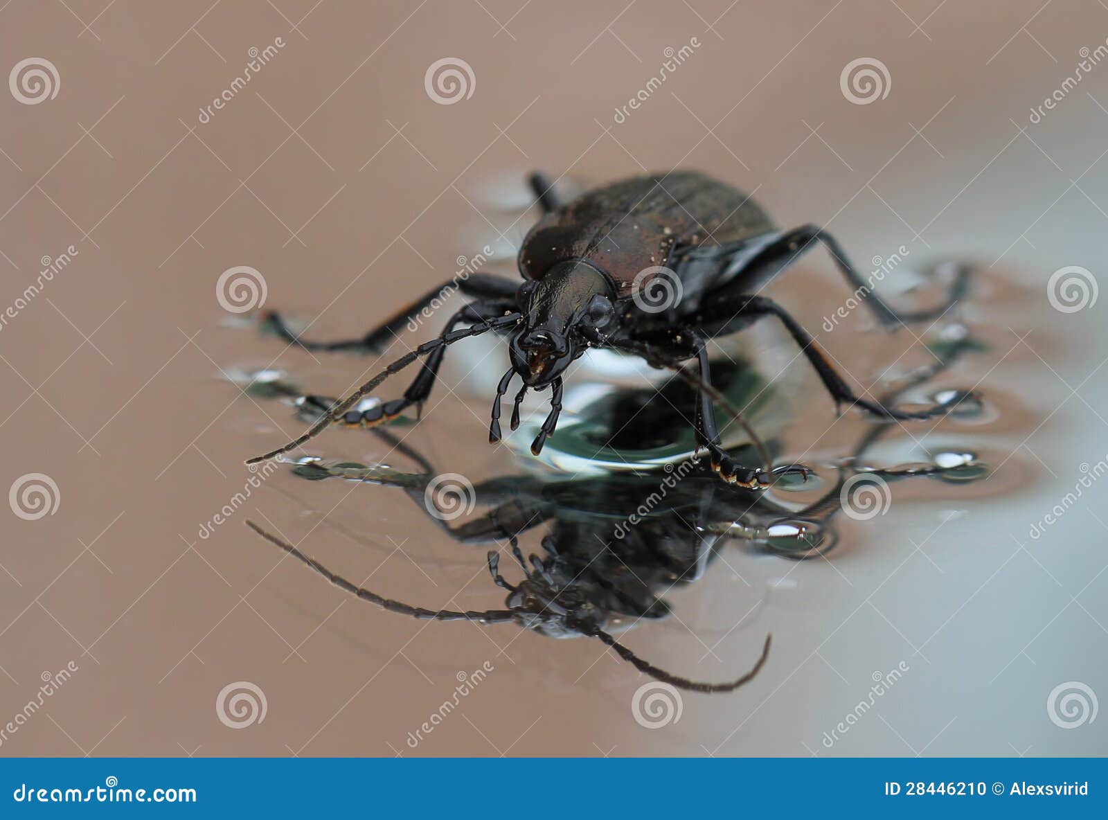 472 Water Bug Floating Water Stock Photos - Free & Royalty-Free Stock ...
