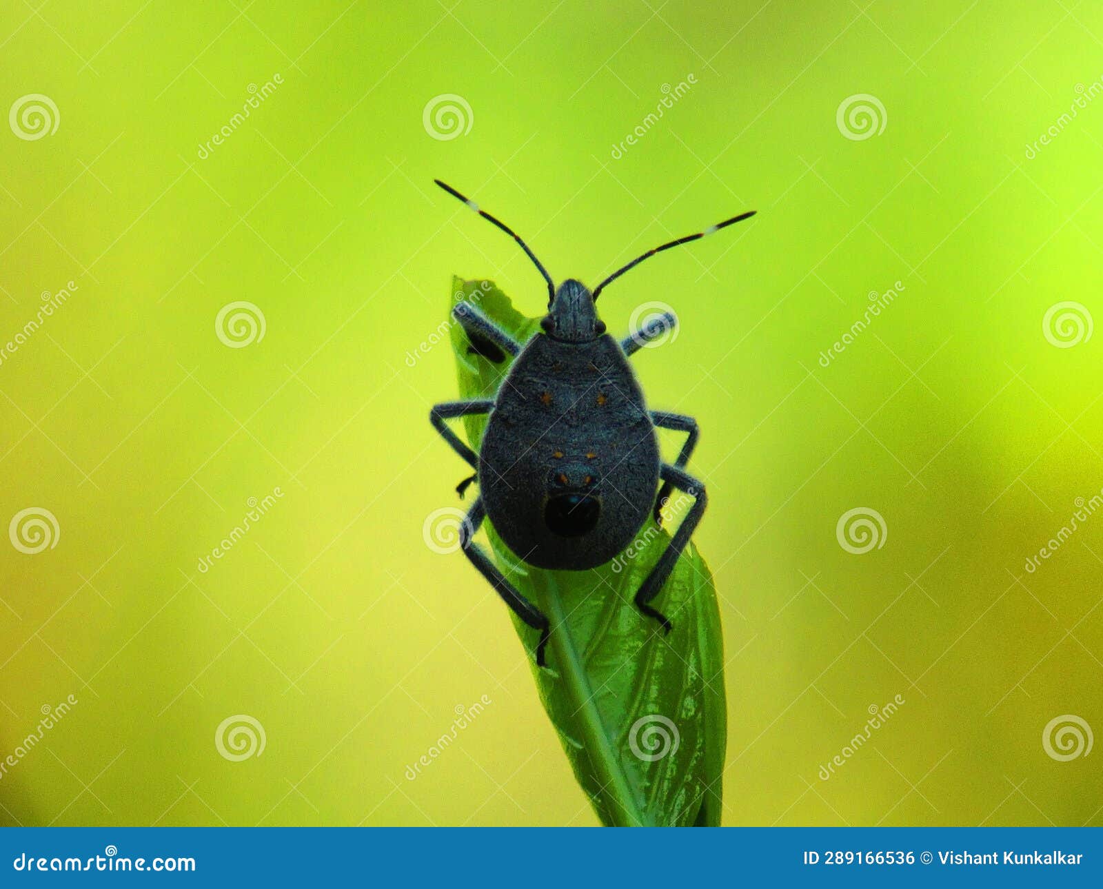 Black Bug on a Beautiful Green Leaf Stock Photo - Image of black, green ...