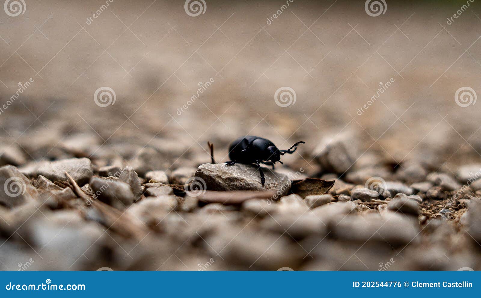A Black Bug Climbing a Rock Stock Photo - Image of texture, nature ...