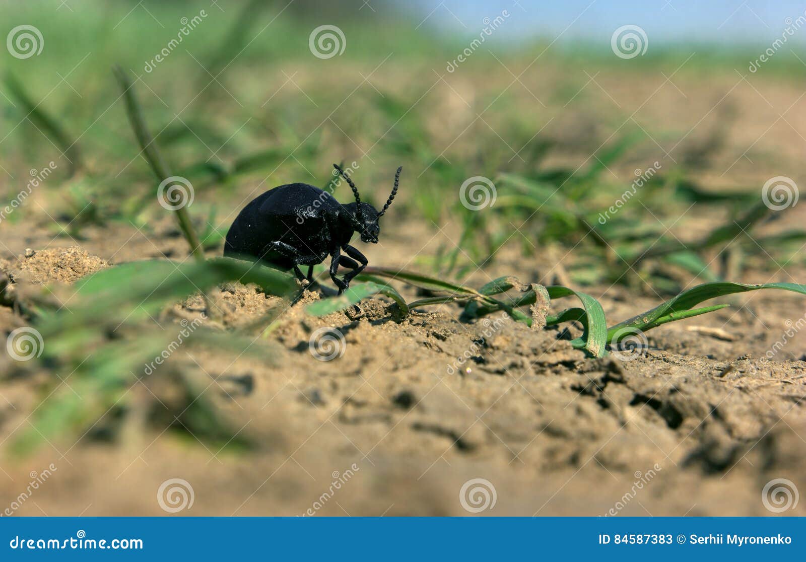 Black Bug Devil is Running To Hell Stock Image - Image of isolated ...