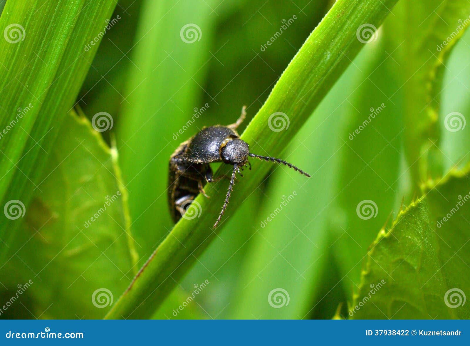 Black bug on a grass stock photo. Image of black, wildlife - 37938422