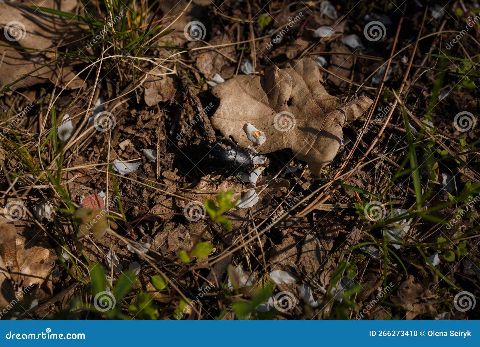 Black Bug on the Ground among Leaves and Grass in the Spring Forest ...