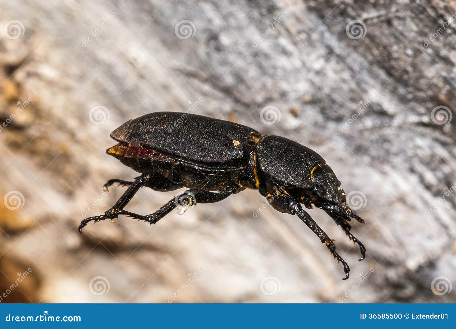 Black bug hanging in air stock photo. Image of forest - 36585500