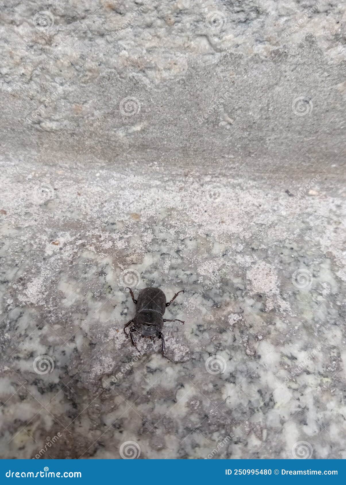 Black Bug Insect on Granite Stone Stock Photo - Image of granite ...