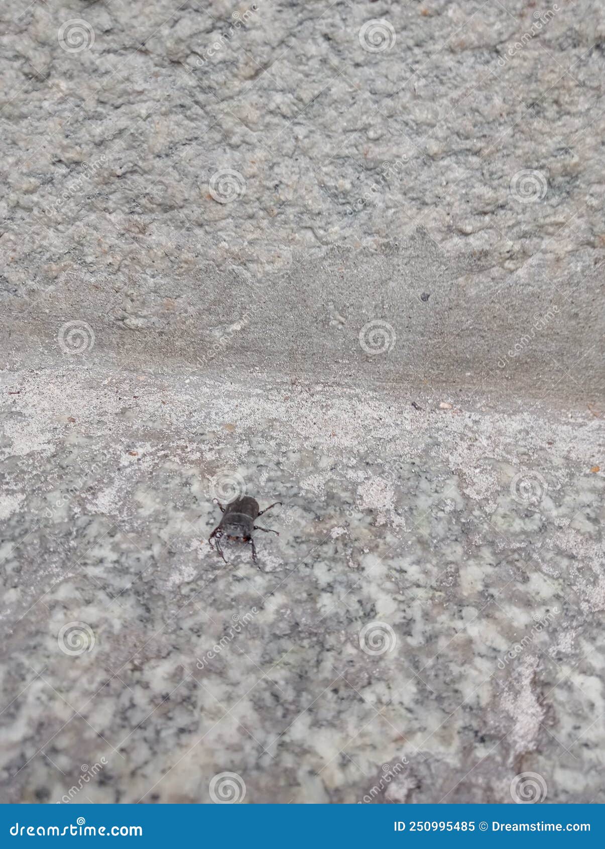 Black Bug Insect on Granite Stone Stock Image - Image of stone, insect ...