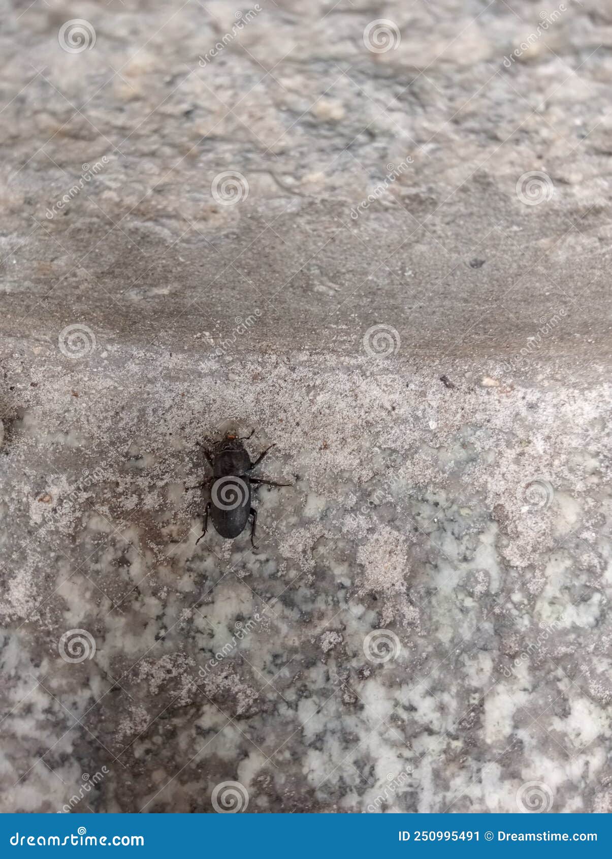 Black Bug Insect on Granite Stone Stock Image - Image of black, stone ...