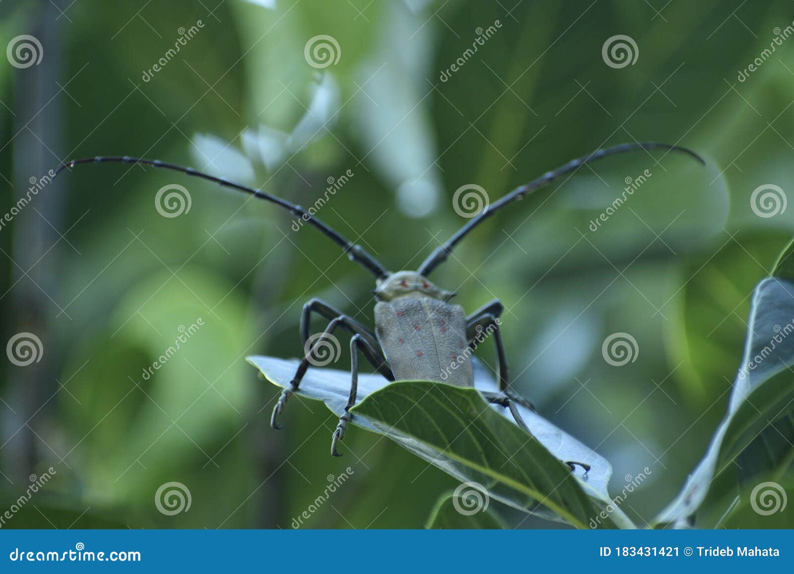 Black bug on a leaf stock image. Image of antennae, detail - 183431421