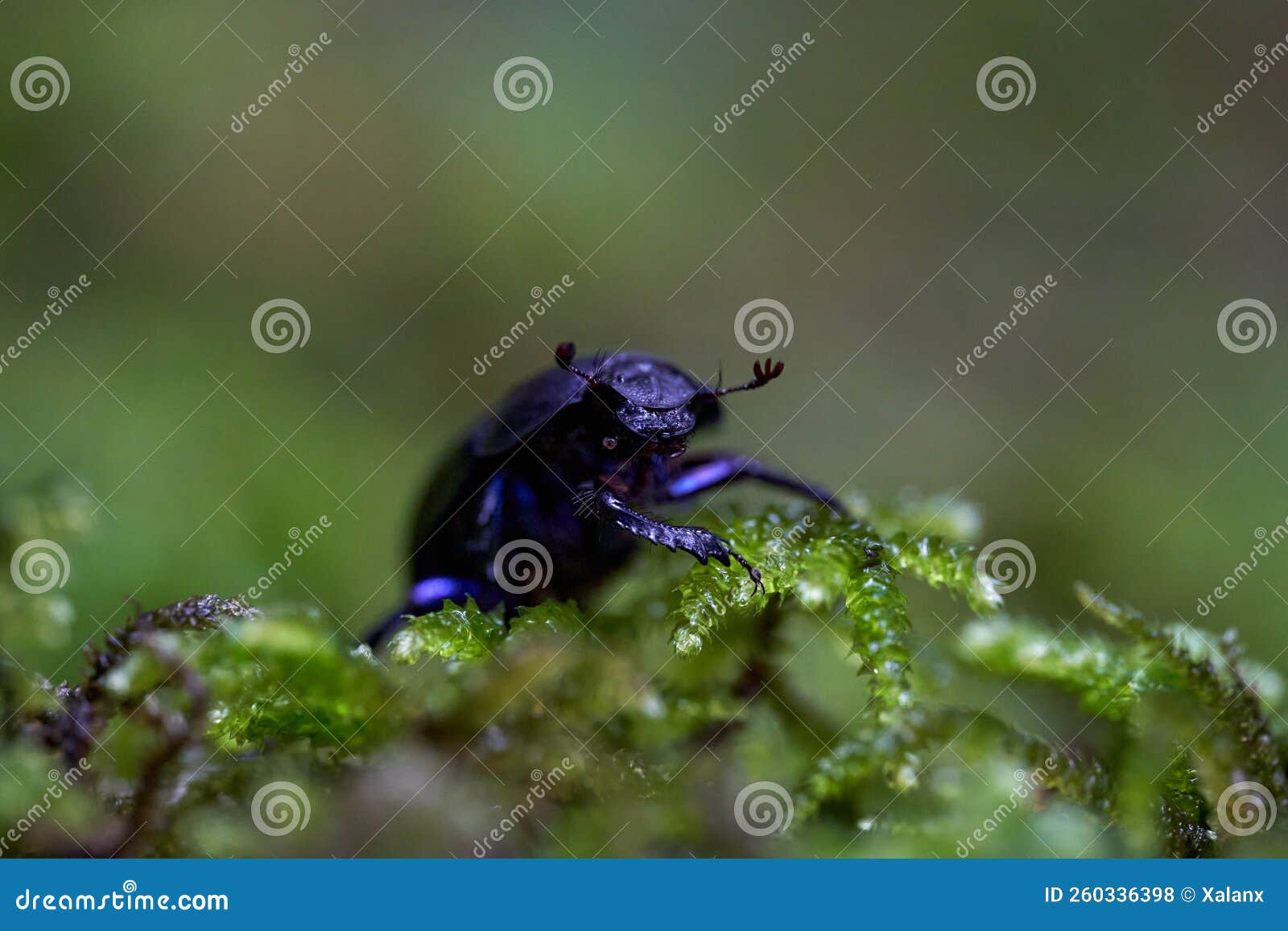 Black bug on the moss stock photo. Image of insect, soil - 260336398