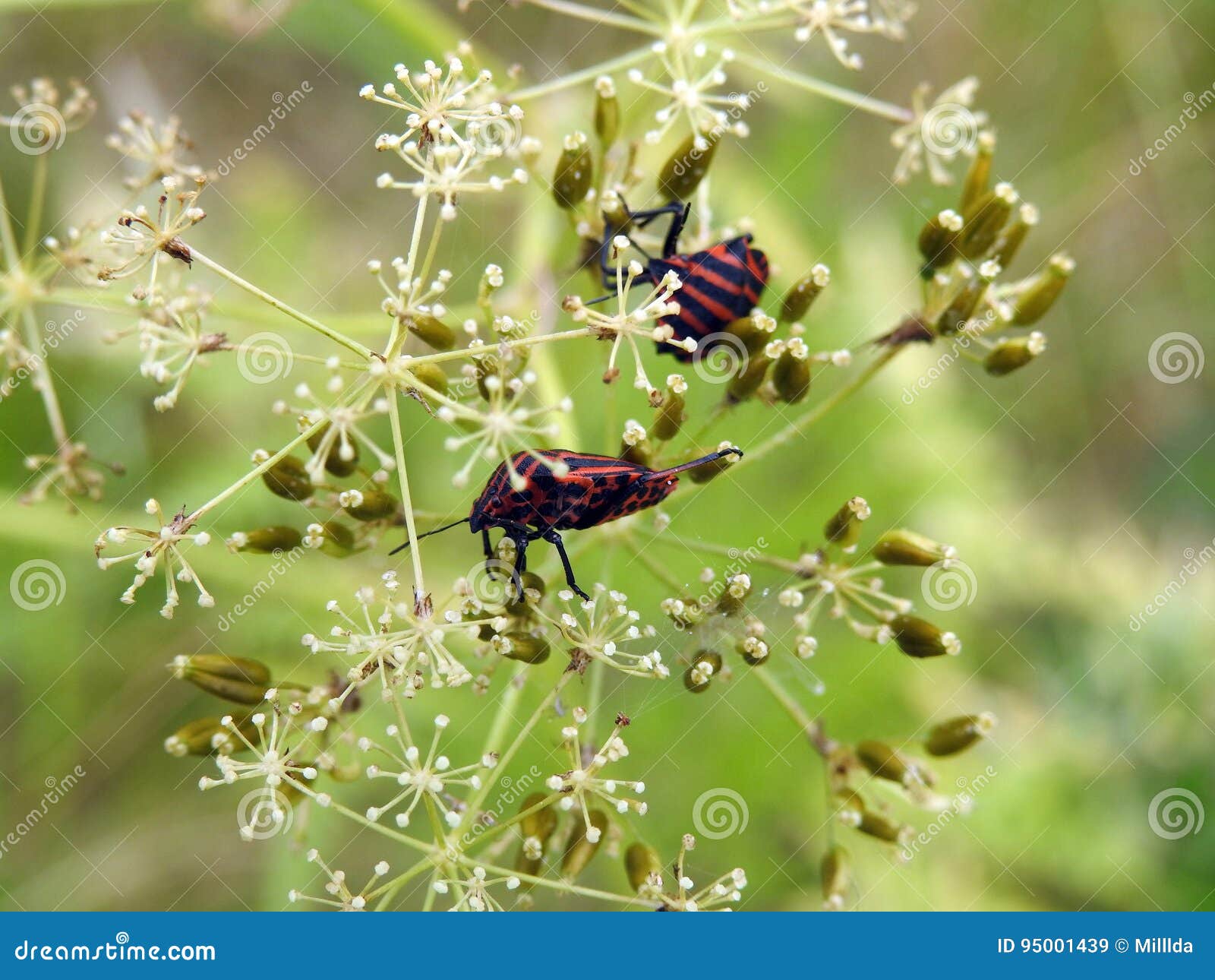 Black Bug on Plant , Lithuania Stock Image - Image of wildlife, closeup ...