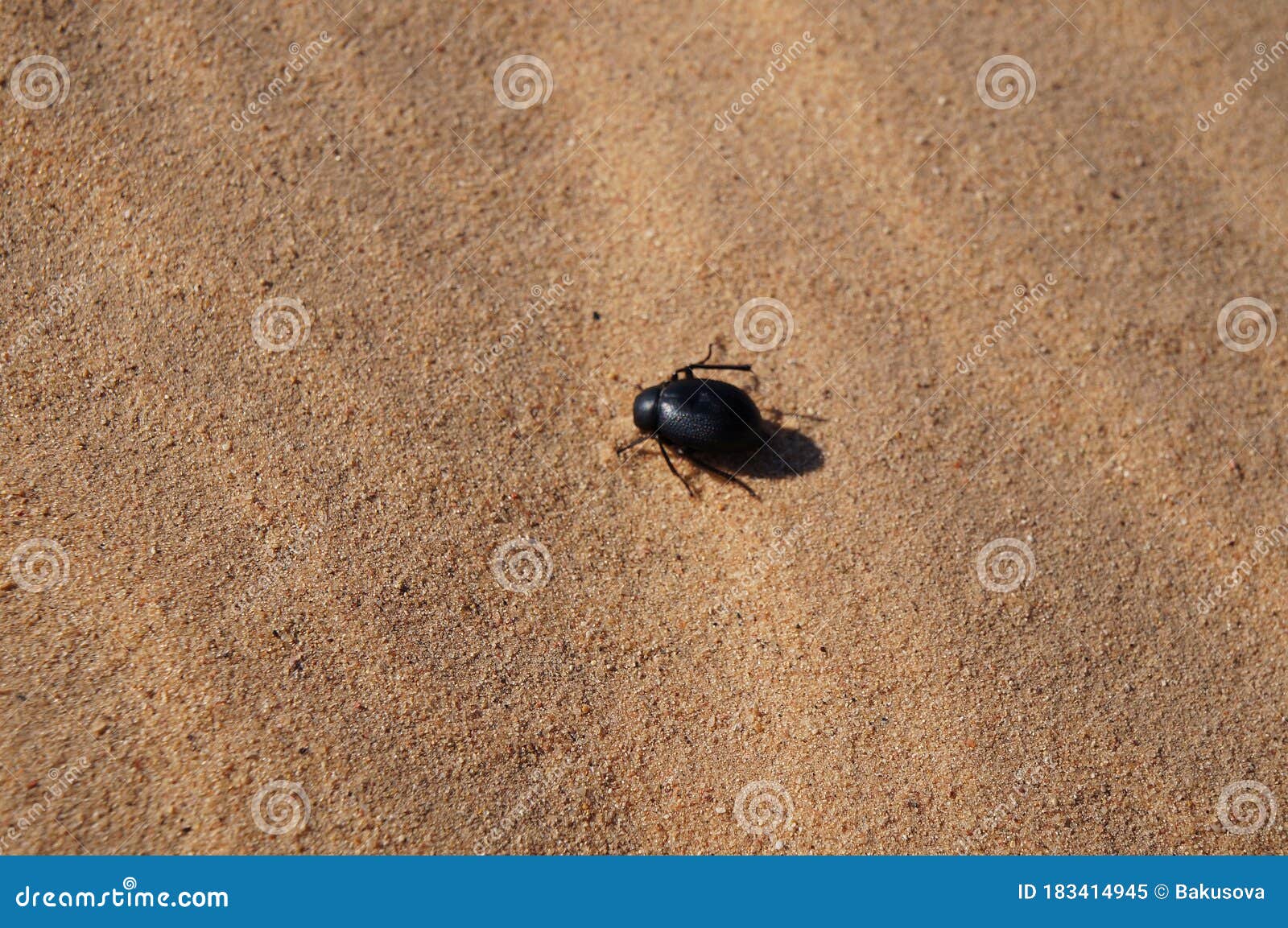 Black bug on the sand stock image. Image of focus, arid - 183414945
