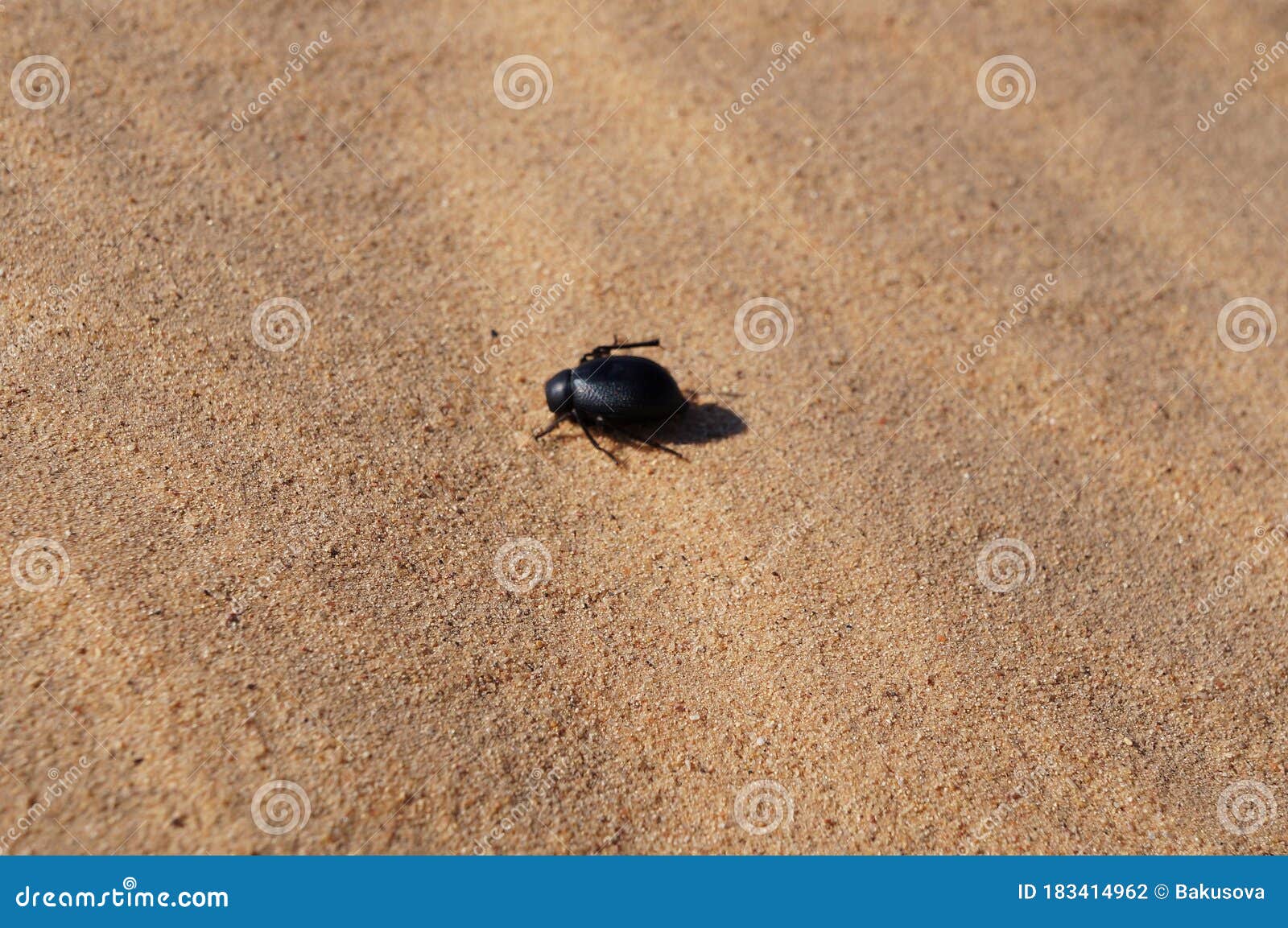Black bug on the sand stock photo. Image of desert, tenebrionidae ...