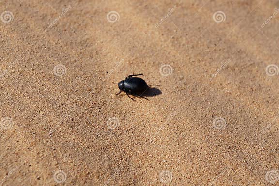Black bug on the sand stock photo. Image of desert, tenebrionidae ...