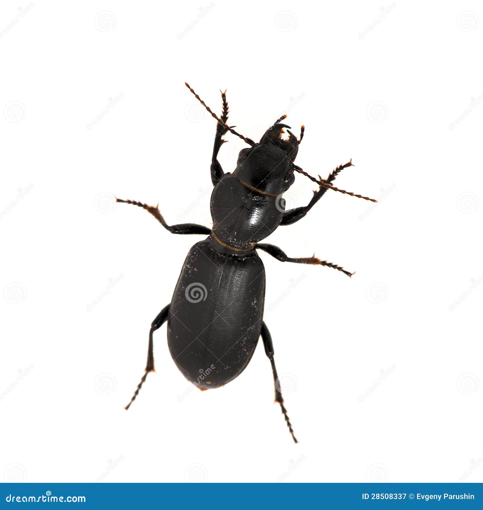 210 Black Bug Creeps Stock Photos - Free & Royalty-Free Stock Photos ...