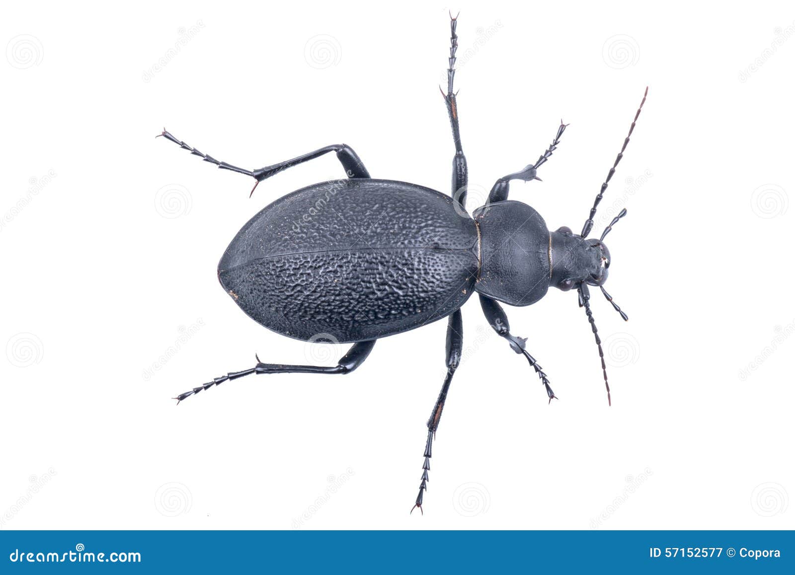Black Bug On A White Background Stock Photo - Image: 57152577