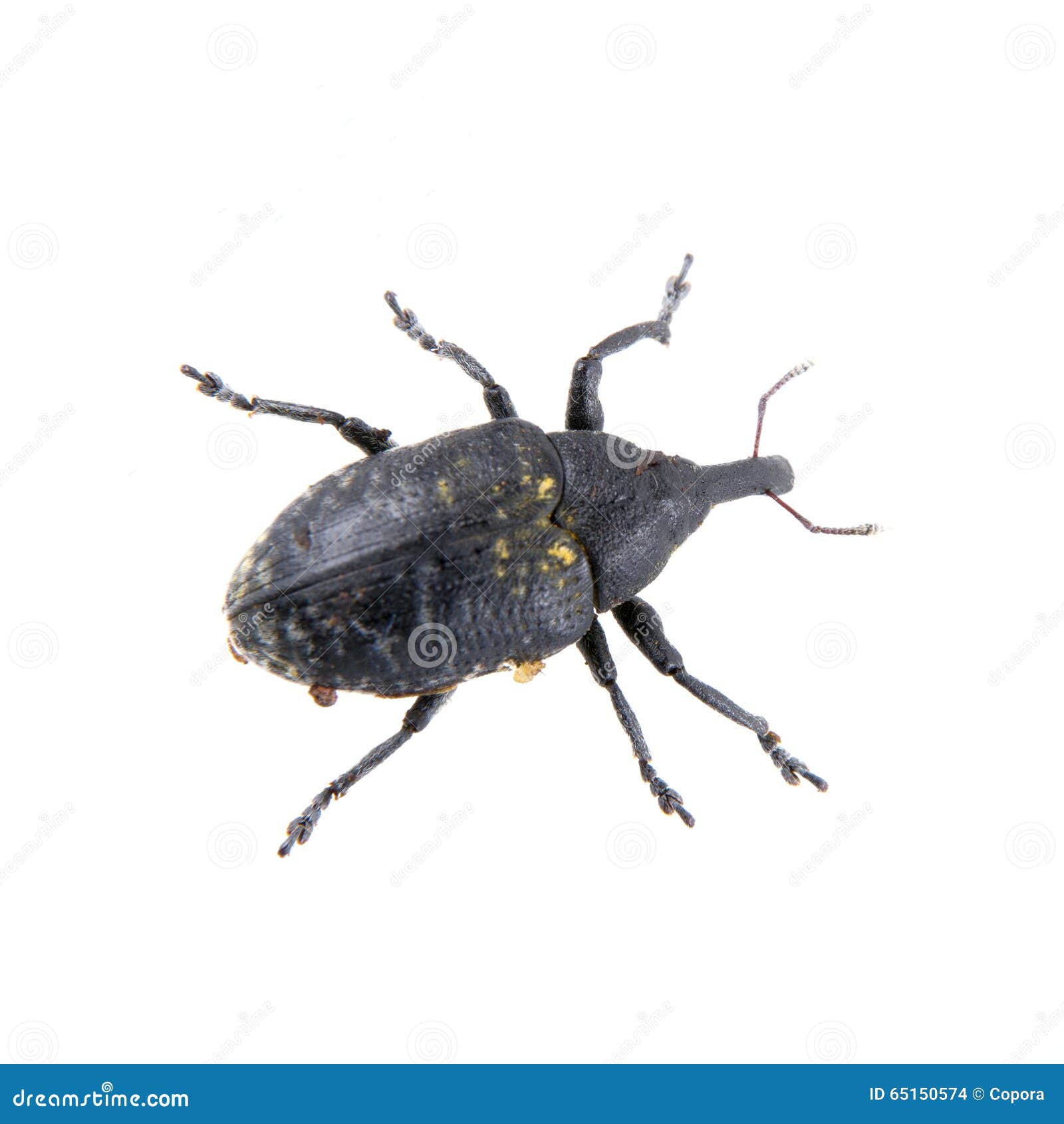 Black Bug with Yellow Dots on a White Background Stock Photo - Image of ...