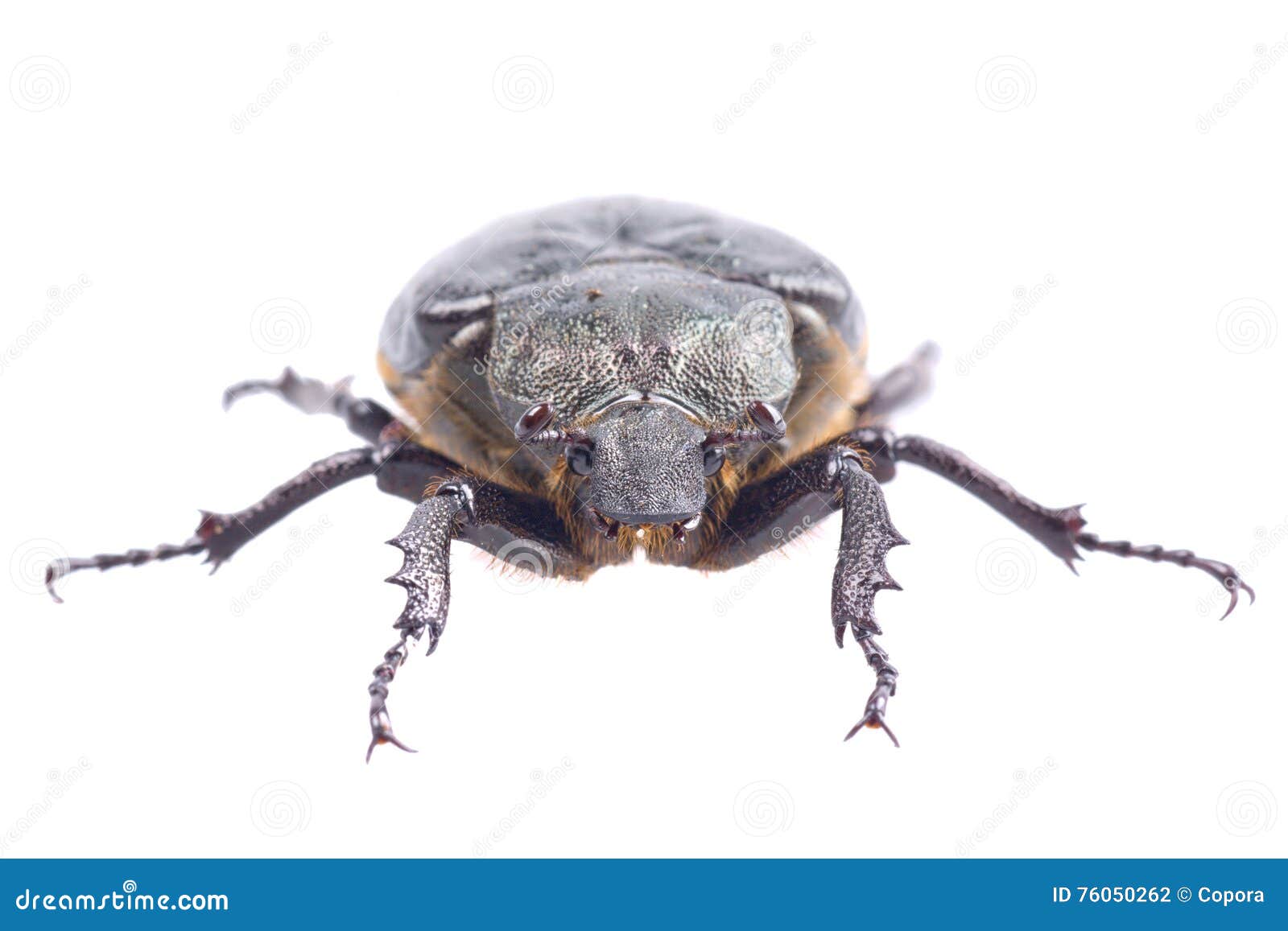 22,512 Yellow Black Bug White Background Stock Photos - Free & Royalty ...