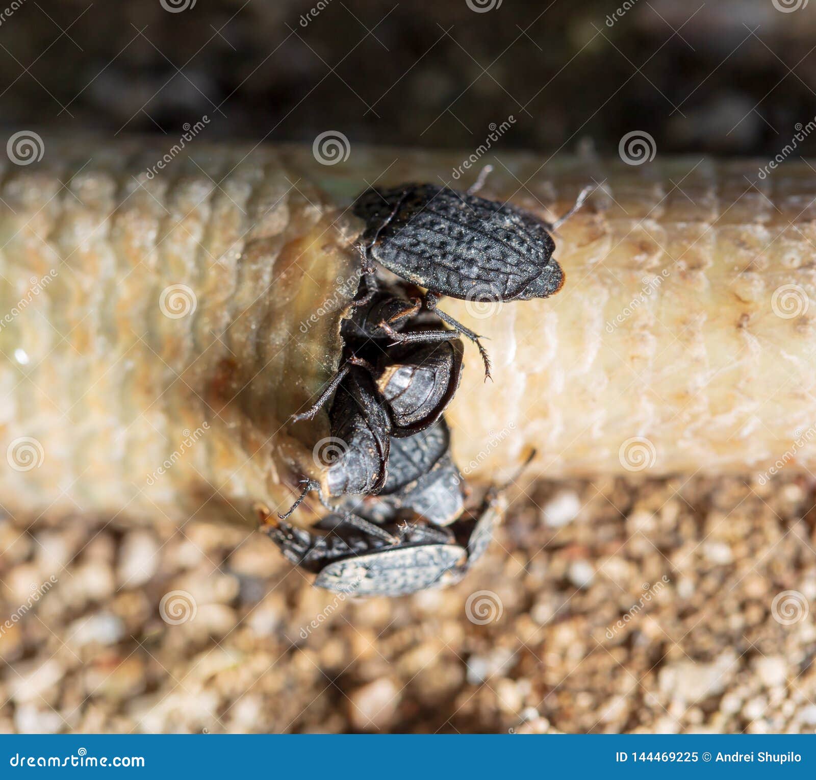 Black Bugs Eat a Snake from the Inside Stock Image - Image of beetle ...
