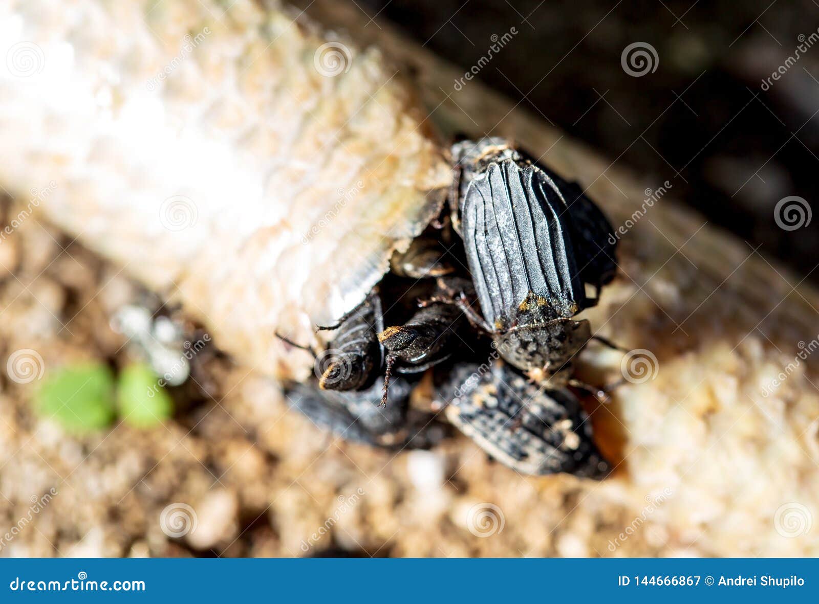 Black Bugs Eat a Snake from the Inside Stock Image - Image of insect ...