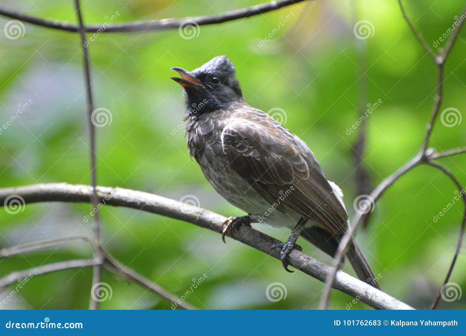 Black Bulbul Bird stock image. Image of bulbul, animals - 101762683