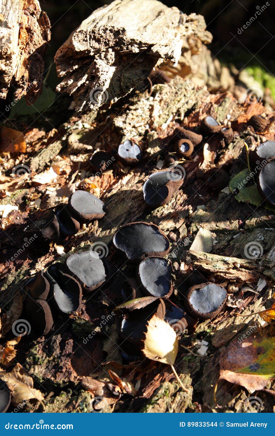 Black bulgar mushroom stock photo. Image of inquinans - 89833544