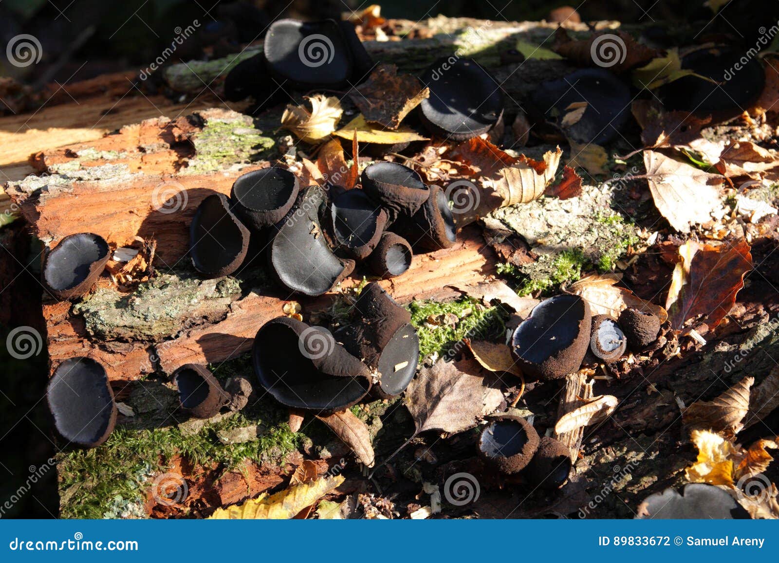 Black bulgar mushroom stock photo. Image of black, season - 89833672