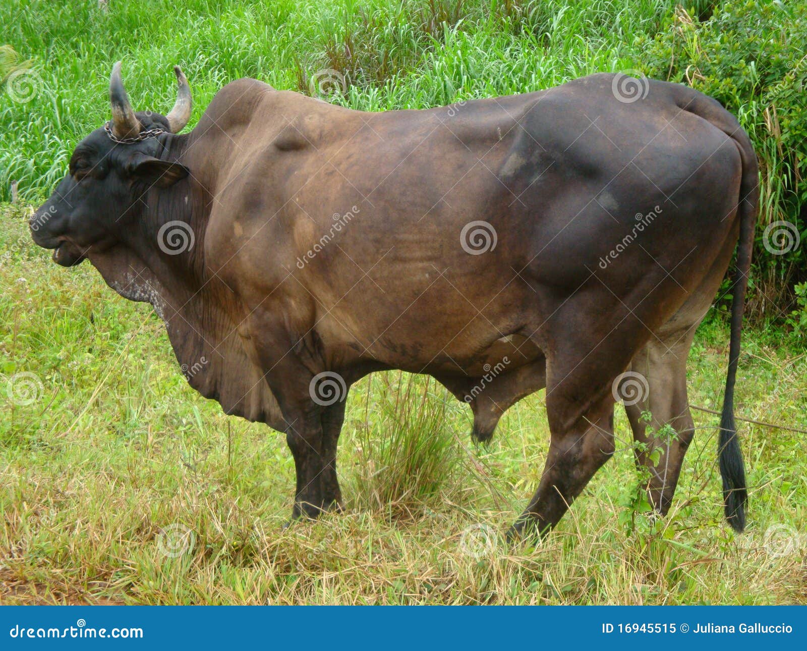 Black bull stock image. Image of bovine, steer, standing - 16945515