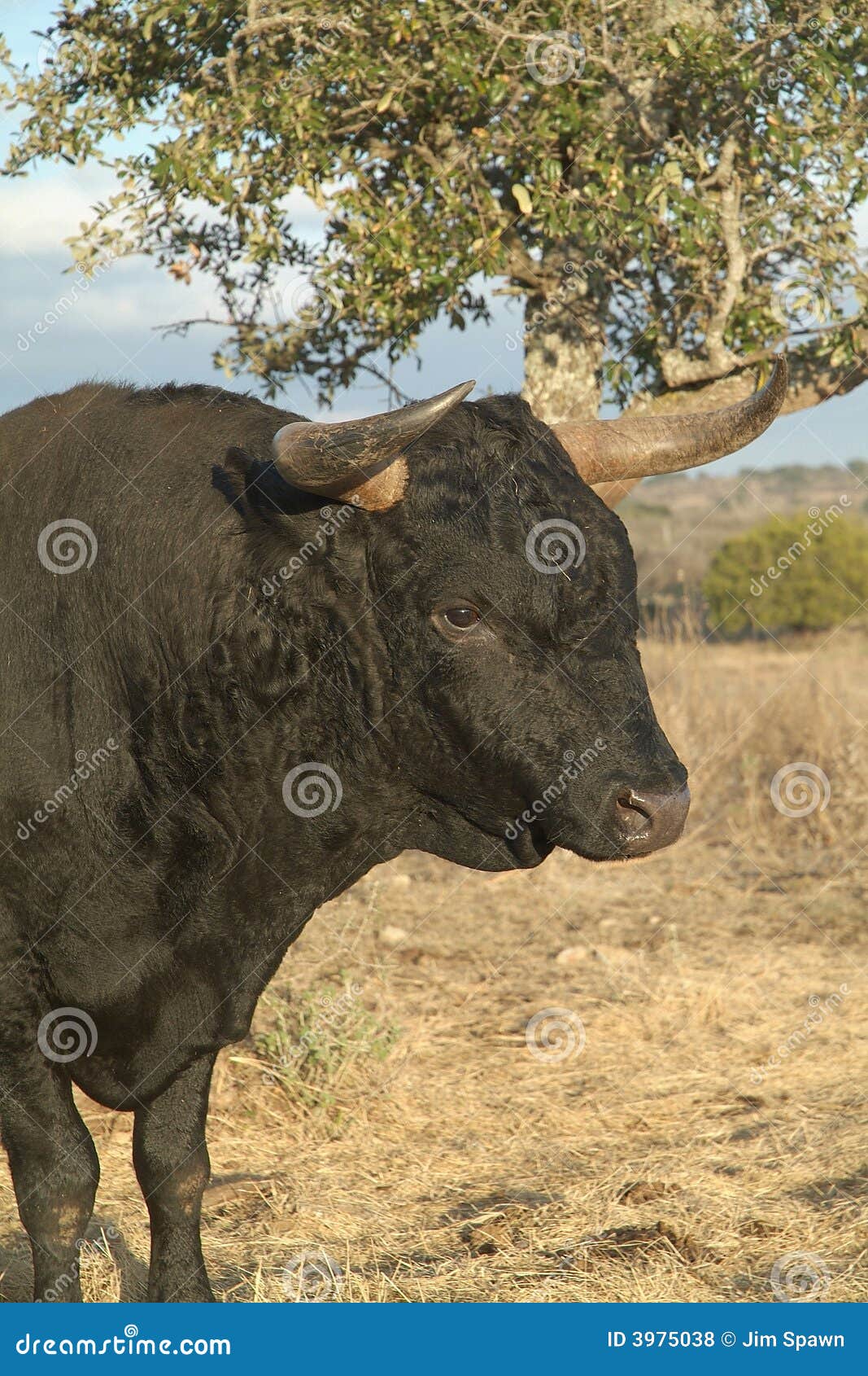 Black Bull stock photo. Image of texas, mean, desert, horn - 3975038