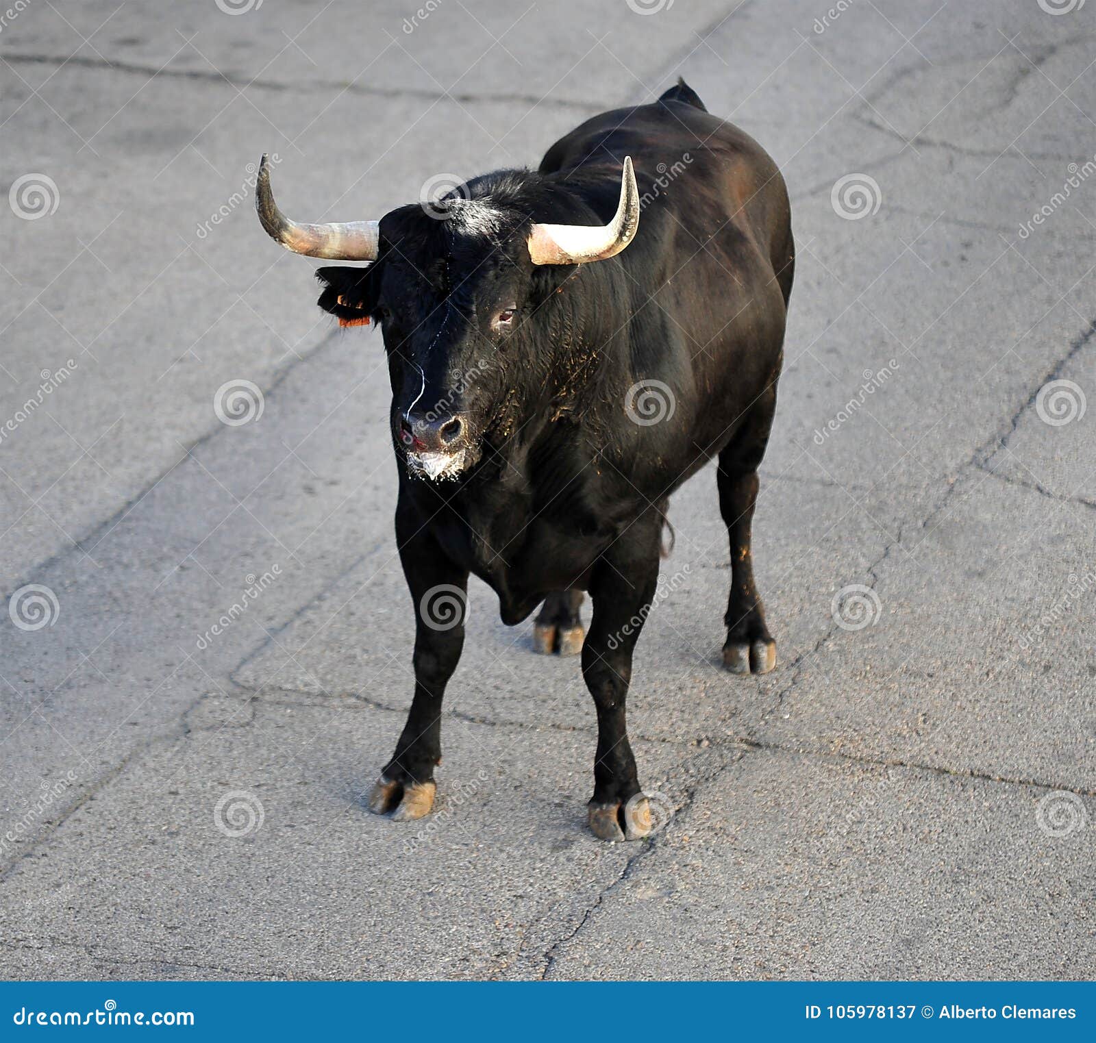 Black bull in arena stock image. Image of horns, farm - 105978137