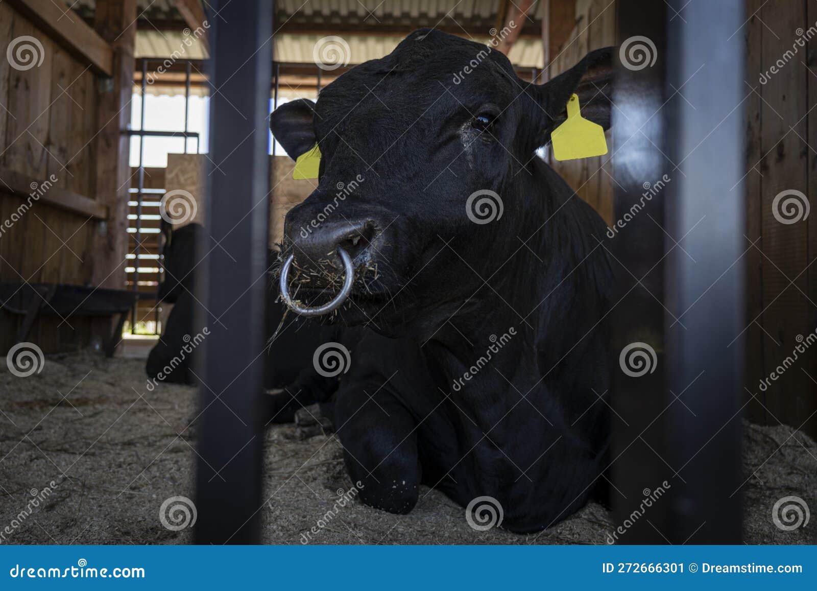 Black Bull is in the Barn. the Concept of Cattle Breeding Stock Image ...