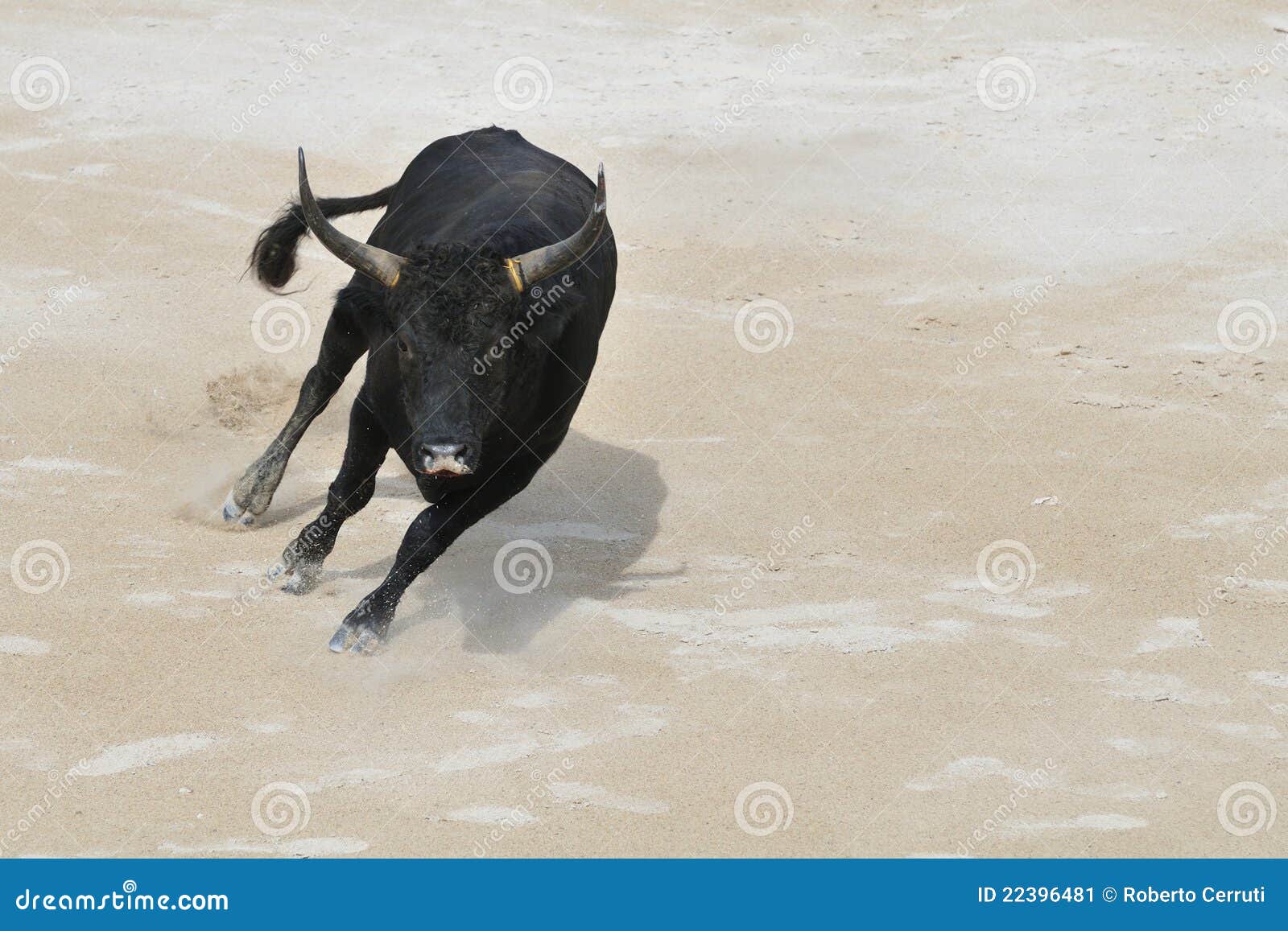 Black bull charging stock image. Image of angry, mammal - 22396481