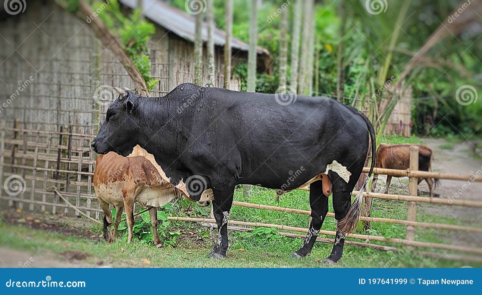 Black bull with cow stock image. Image of farm, pasture - 197641999
