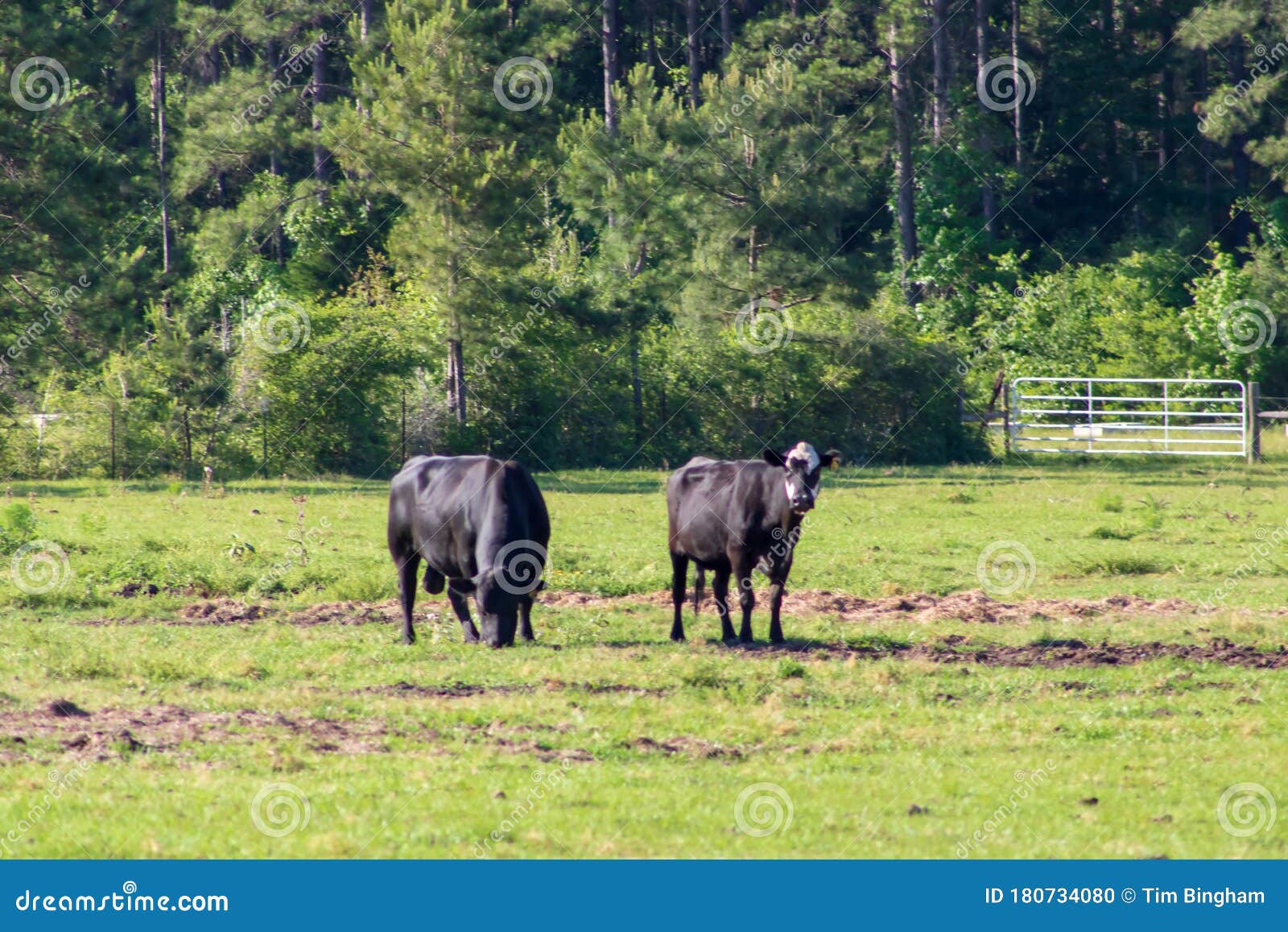 Black Bull and Cow Side by Side Stock Photo - Image of animal, farmer ...