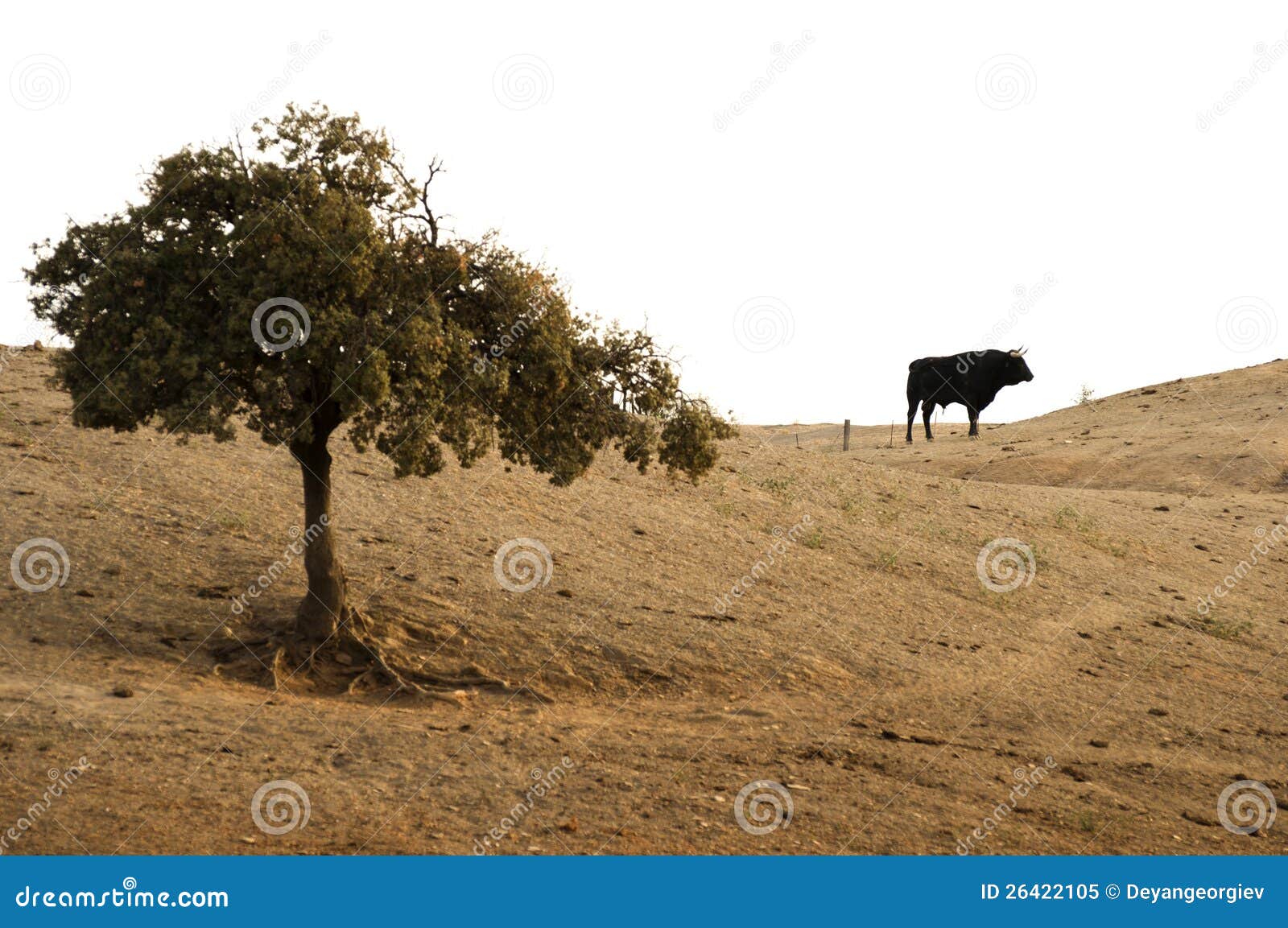 Black bull on a farm stock image. Image of farming, horned - 26422105