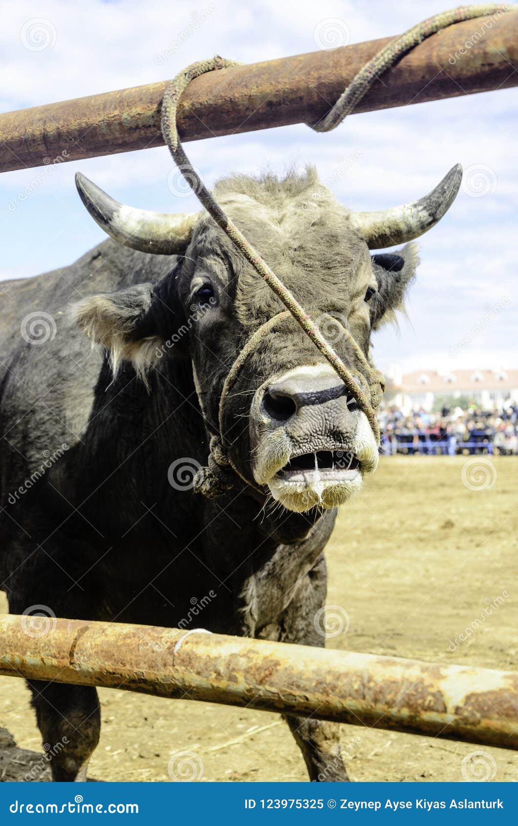 Bull stock image. Image of agriculture, bull, bullring - 123975325