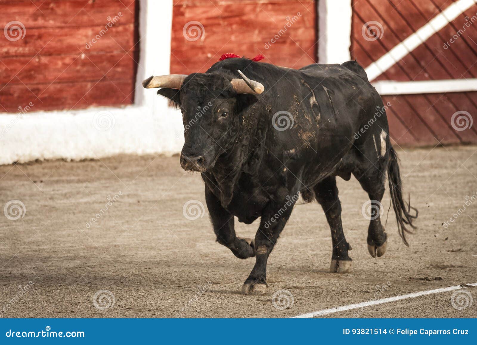 Black Bull Galloping in the Sand Stock Photo - Image of black, fighting ...